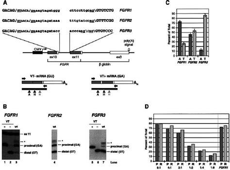 Alternative Splicing Of Human Fgfr1 Fgfr2 And Fgfr3 Minigenes In 293t