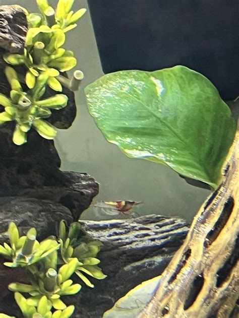 Sexing And Weird Behvaior Rshrimptank