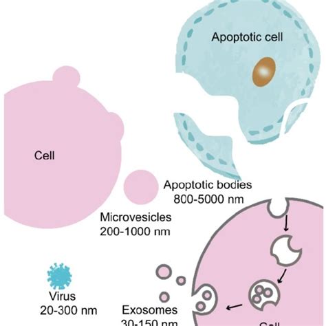 Schematic Representation Of The Biogenesis Of Apoptotic Bodies Download Scientific Diagram