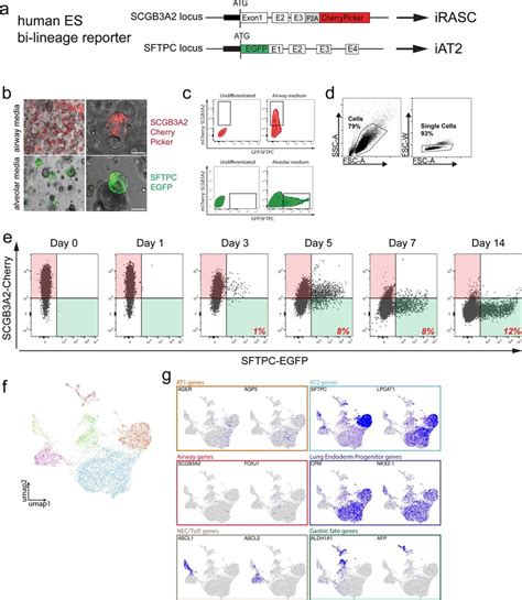 Dual Reporter System Demonstrates Sftpc Expression In Iat2 Cells And Download Scientific