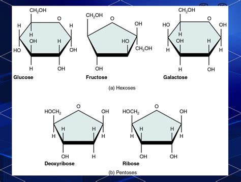 Alevel生物：葡萄糖和糖苷键详解