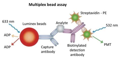 united states multiplex assays market projected to reach usd 3 14