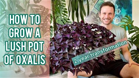 Oxalis Care Tips Plant Spotlight Oxalistriangularis Plants Trees