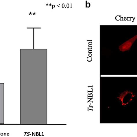 Transcription Level Of Vimentin And Subcellular Localization After