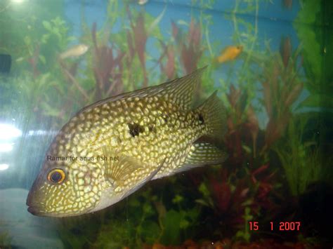 Comprehensive Guide To Texas Cichlid Care Tank Setup Feeding And