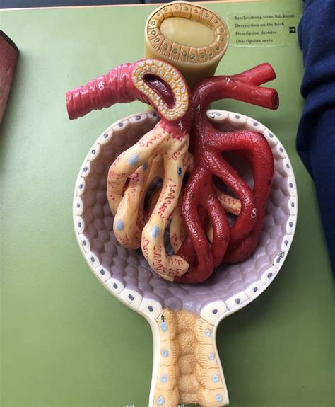 Bio 314 Lab 4 Urinary System Pt 5 Diagram Quizlet