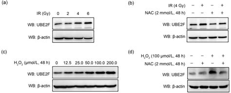 Nedd8 Conjugating Enzyme E2 Ube2f Confers Radiation Resistance By