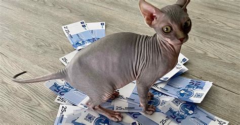 Sabe mais sobre as soluções premium Naked Cat Plugins