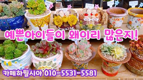 230808📍카페하월시아 화이트스노우 자태양 제스타 해리왓슨 소인제금 리톱스 백옥창 치와와앤시스 온슬로우 Youtube