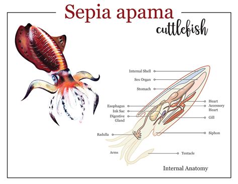 Cuttlefish Dissection