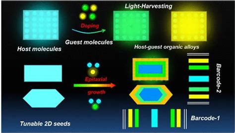 Laterally Engineering Organic Light Harvesting Monolithic