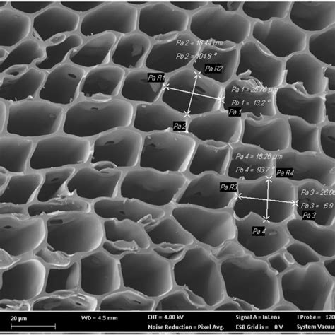 The Pore Size Distribution Obtained From 20 Scanning Electron