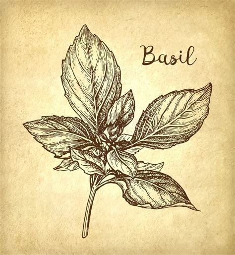 Basil Ink Sketch Stock Vector Illustration Of Healthy 99702367