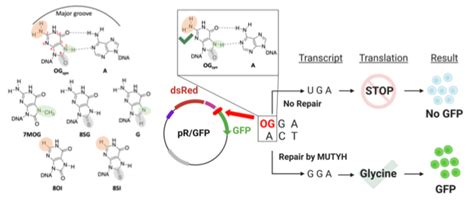 David Lab Publishes Work Elucidating A Key Structure Activity