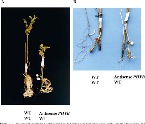 Figure 1 From Phytochrome B Affects The Levels Of A Graft Transmissible Signal Involved In