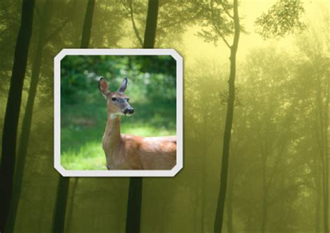 Hiding Content Within A Frame CreativePro Network
