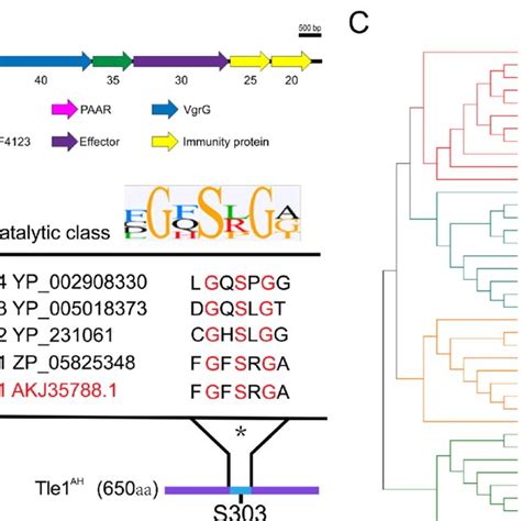 Tle1 Ah Is A Potential T6ss Effector In A Hydrophila Nj 35 A Genetic Download Scientific