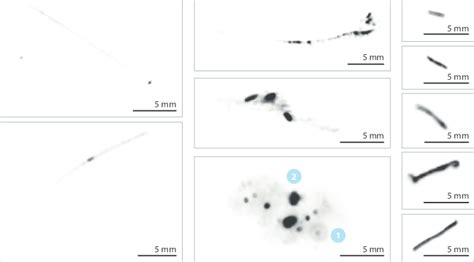 Examples Of In Situ Images A Elongated Particles Possibly Diatom
