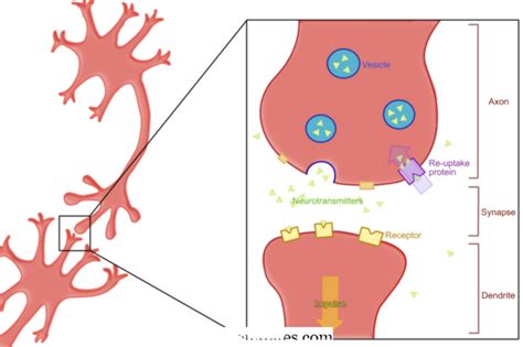 Differenza Tra I Neurotrasmettitori Eccitatori E Inibitori Eccitatori Vs Neurotrasmettitori