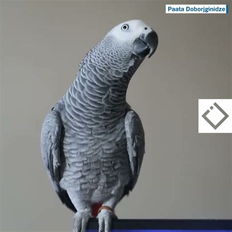 ʜᴀᴘᴘʏ ʙɪʀᴛʜᴅᴀʏ ბათუმელი თუთიყუში პატრიკას შესრულებით Youtube