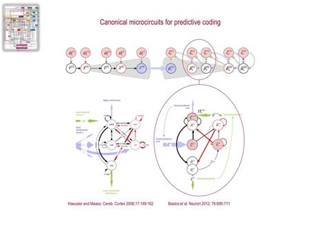 Ppt Canonical Circuits For Predictive Coding Karl Friston University