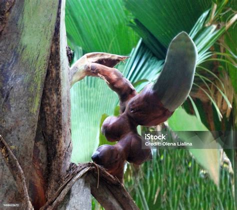 Fruit Male Of Coco De Mer Palm Is Seychelles Symbol Lodoicea Maldivica