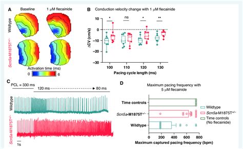 The Response To The Anti Arrhythmic Agent Flecainide Is Reduced In