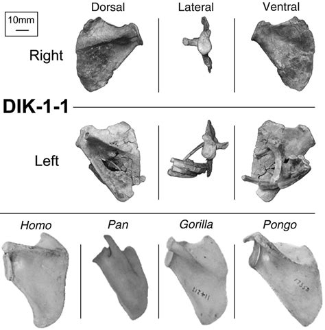 Australopithecus Afarensis Tools Australopithecus Afarensis Tools