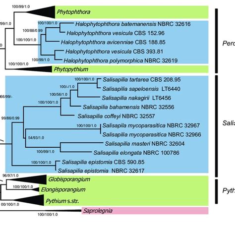 Phylogenetic Tree Based On Concatenated Its And Lsu Alignments Based On