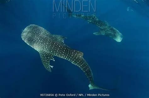 每天认识一种鱼（419）丨鲸鲨：背部拥有星星的鱼！ 潜水