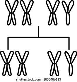 X Y Chromosome Concept Xy Sex Stock Vector Royalty Free Shutterstock