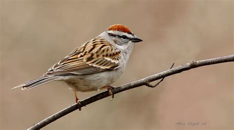 Field Sparrow Id Facts Diet Habit And More Birdzilla
