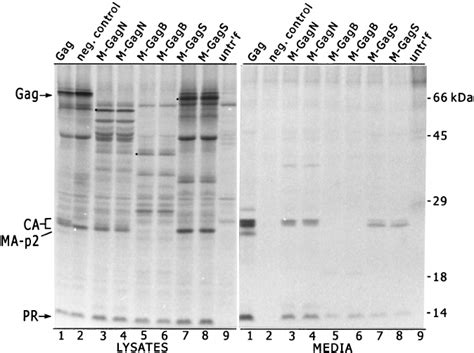 Release Of Particles From Cells Expressing M Gag Chimeras Wild Type