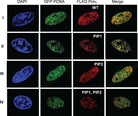 Pcna Binding By Pip Domains Is Essential For Accumulation Of Hpol In