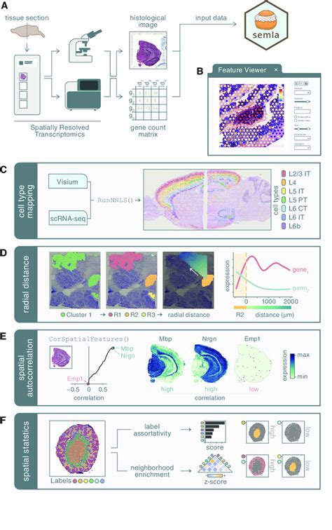 A The Input For The Semla R Package Consists Of Transcriptomics Data