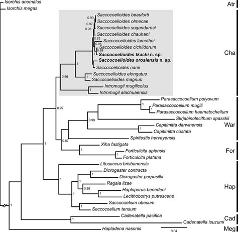 Phylogram Derived From Bayesian Inference Analysis Of Concatenated Its2 Download High
