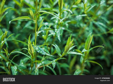 Greenery Texture Image And Photo Free Trial Bigstock