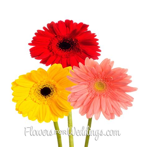 Assorted Gerbera Flowers For Weddings Wedding Flowers Lovely Bridal