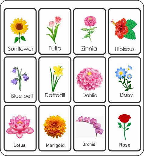 16 Flower Flashcards Montessoriseries Flower Chart Different Kinds Of Flowers Parts Of A