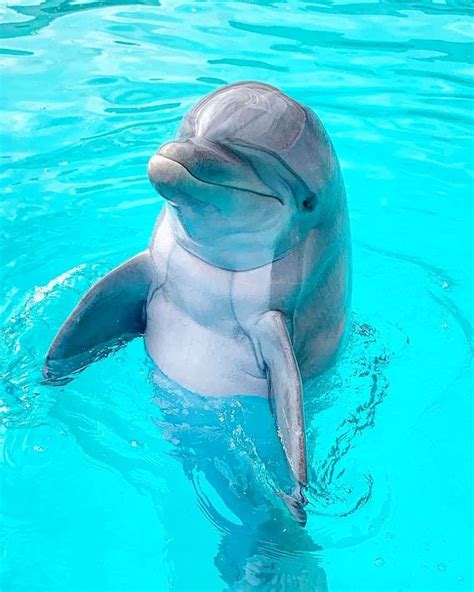 Tammy 💙🐬 Dolphin Delfines Delfini Nature Naturaleza Fauna