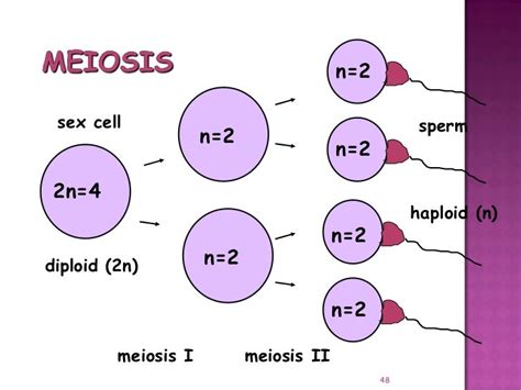 Meiosis Gamete Production With Turning Point