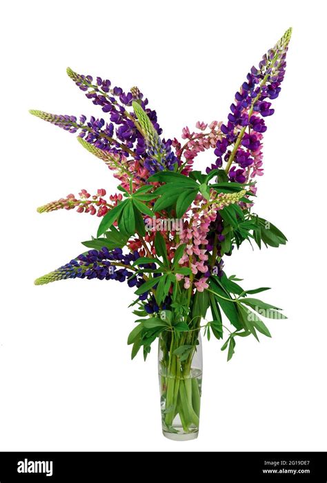 Lupins Bouquet Isolated On White Background Pink And Purple Lupine