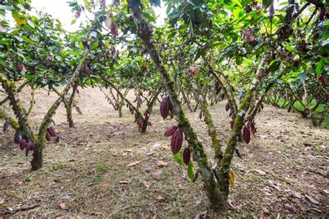 Cocoa Farming In West Africa Exploring Cocoa Cultivation Industry From