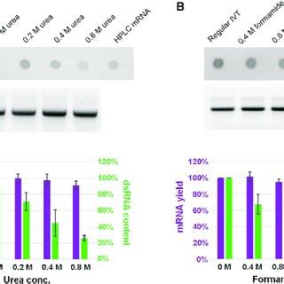 Impact Of Urea And Formamide Concentration On MRNA Yield And DsRNA Download Scientific Diagram
