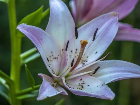 True Lily In Garden Stock Image Image Of Landscape 188267215
