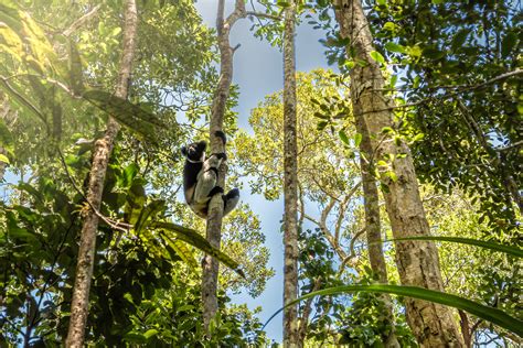 Madagascar Safaris Andasibe Mantadia National Park