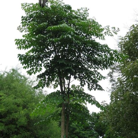 5 Oroxylum Indicum India Trumpet Flower Seeds For Planting Reg