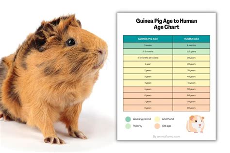 Male Vs Female Guinea Pigs Differences And How To Sex Them Animallama