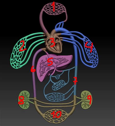 🎒 Systemic Circulatory System・ Stl File For 3d Printing・cults