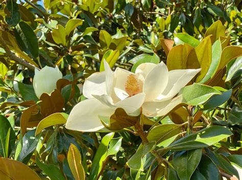 Manolya Ağacı Fidanı Manolya Fidanı Fiyatları